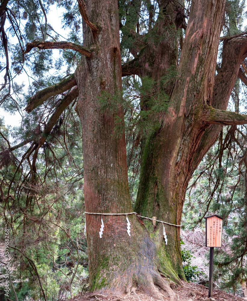 Sacred cedar tree with Yorishiro ropes and folded paper strips inside a ...