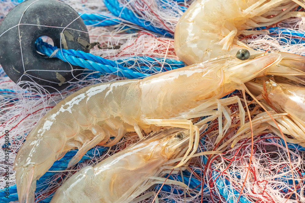 Close up view prawn and fishing net. Prawn and shrimp are a common name ...