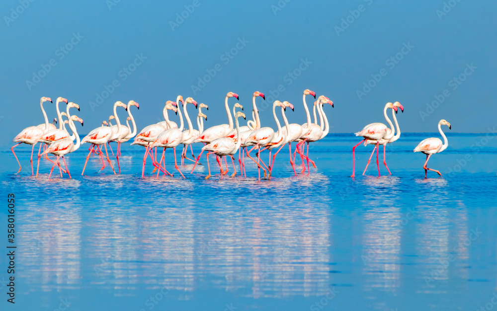 Group birds of pink african flamingos walking around the blue lagoon on ...