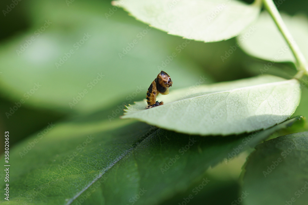 Ladybug Baby larva Cocoon Stages. Pupa, Larvae Stages of Ladybug on ...