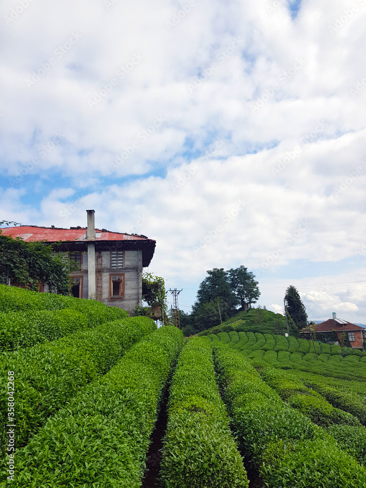 Black sea tea field overwiev in turkey Stock Photo | Adobe Stock
