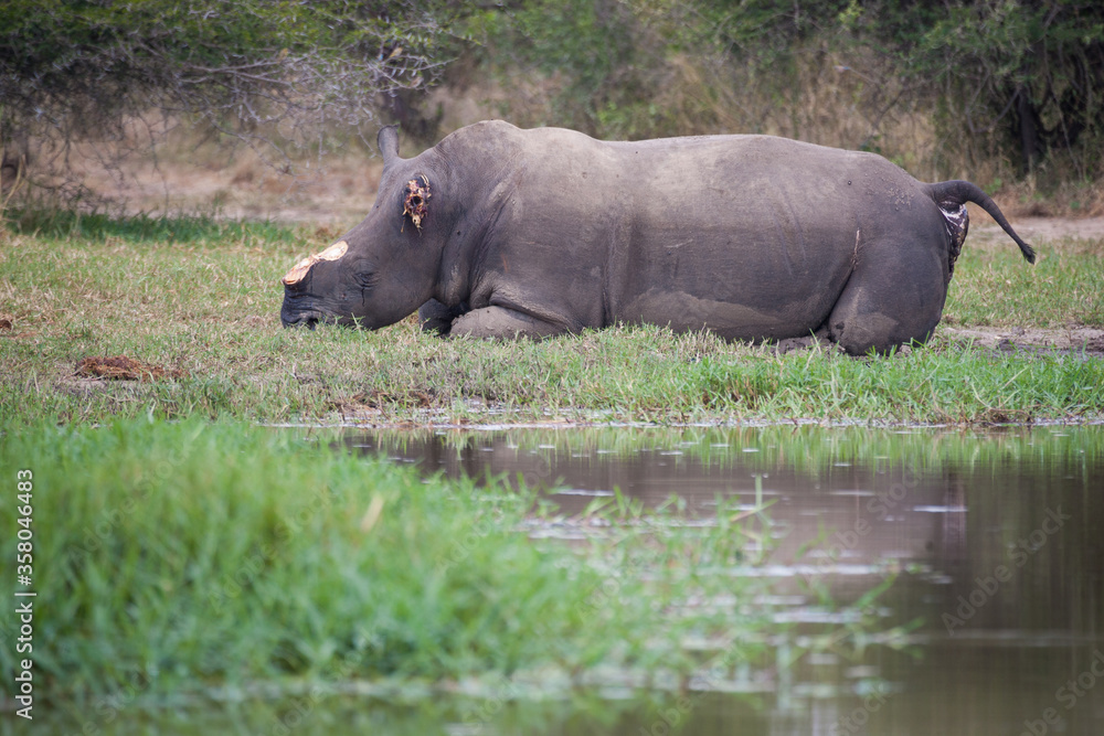 Dead White Rhino with no horn killed by poachers in Kruger Park South ...