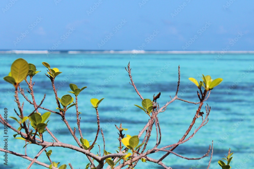 Closeup view of green leaves and azure water of Indian ocean, Maldives ...