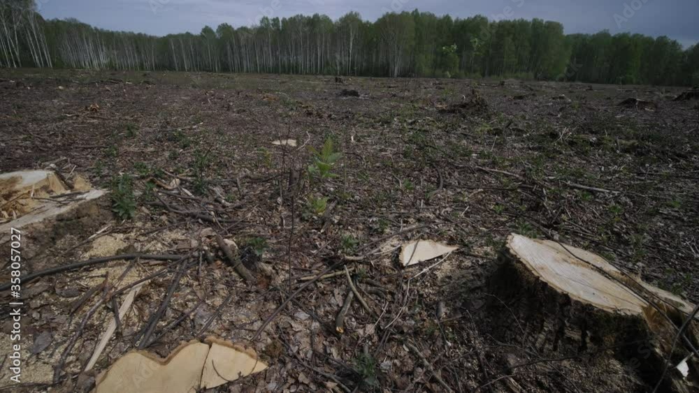 Area of illegal deforestation of vegetation. Environmental disaster ...