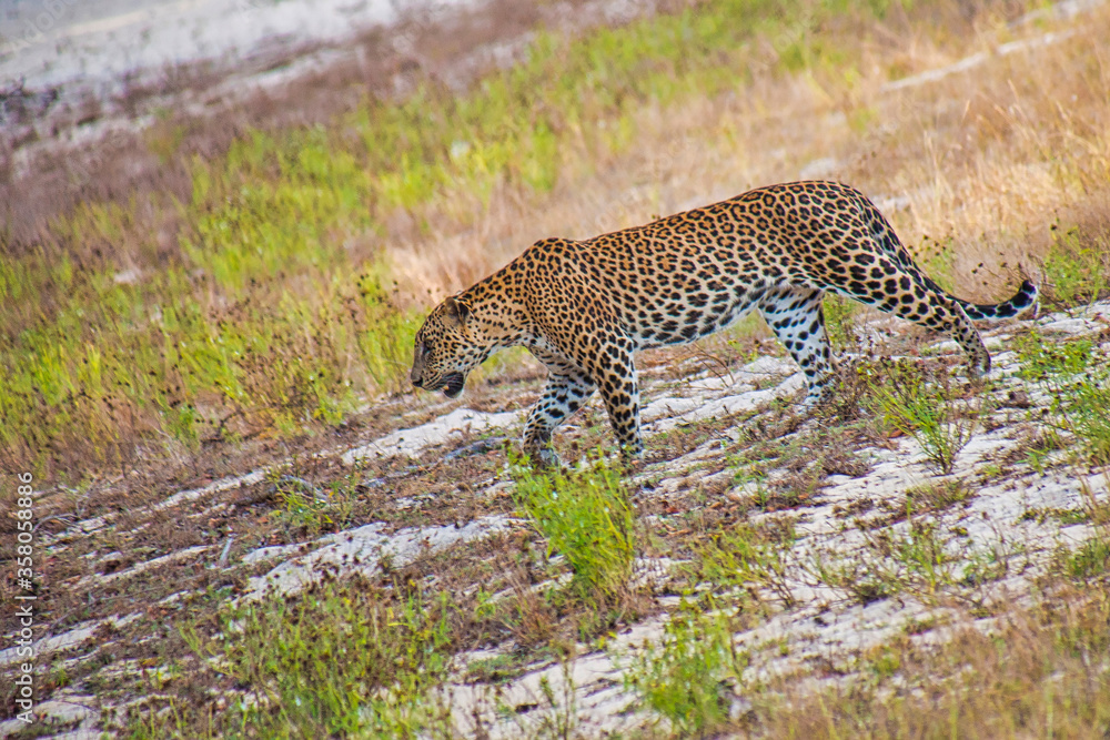 Sri Lankan Leopard, Kotiya, Chiruththai, Panthera pardus kotiya ...