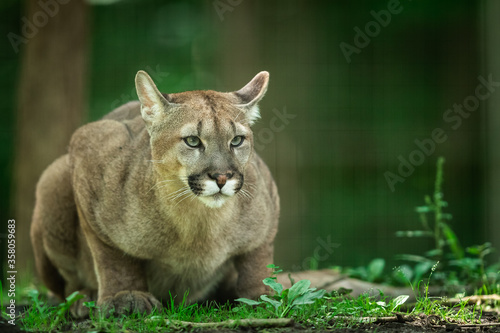 Puma dying in the forest #358059683 - Fototapety Malarstwo i Szkic ...