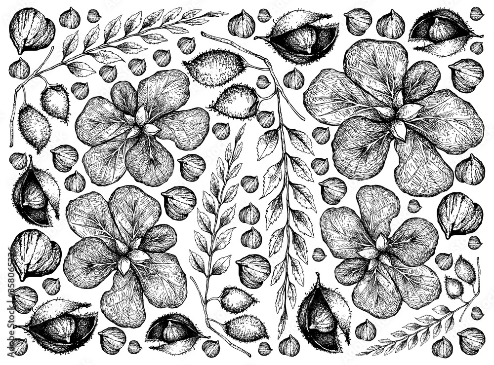 Illustration Wallpaper Background of Hand Drawn Sketch of Terminalia ...