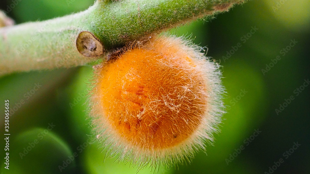 Solanum, Bolo Maka, Solanum stramoniifolium, in the Solanum family ...