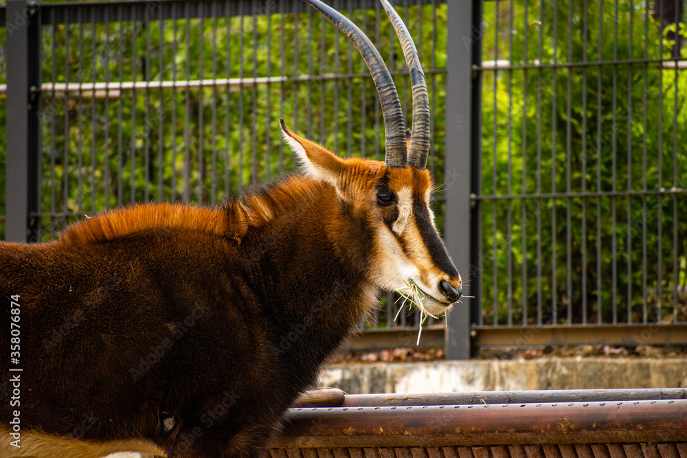 Side profile of a sable antelope in its zoo enclosure. Stock Photo ...