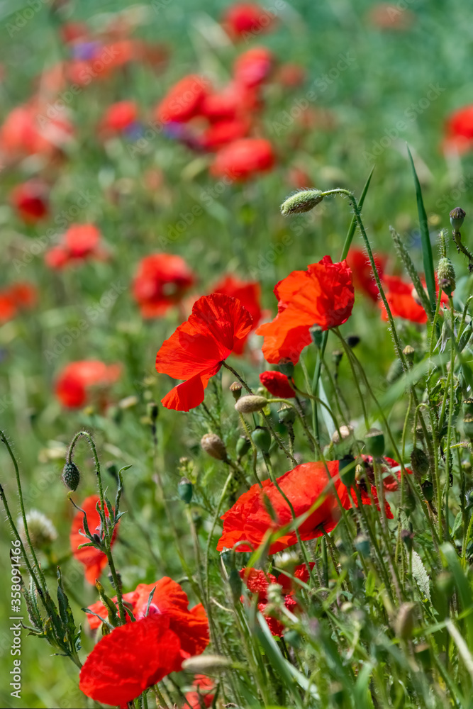 Klatschmohn Papaver rhoeas Mohnblume Klatschrose rot Transparent Blüte ...