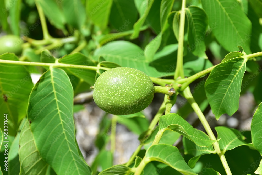 Noce, frutto immaturo degli alberi del genere Juglans, Juglans regia ...