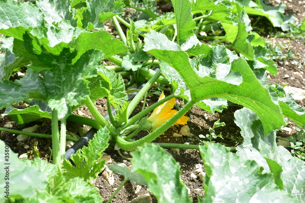 pianta di zucchina genovese, il fiore giallo indica che è prossima alla ...