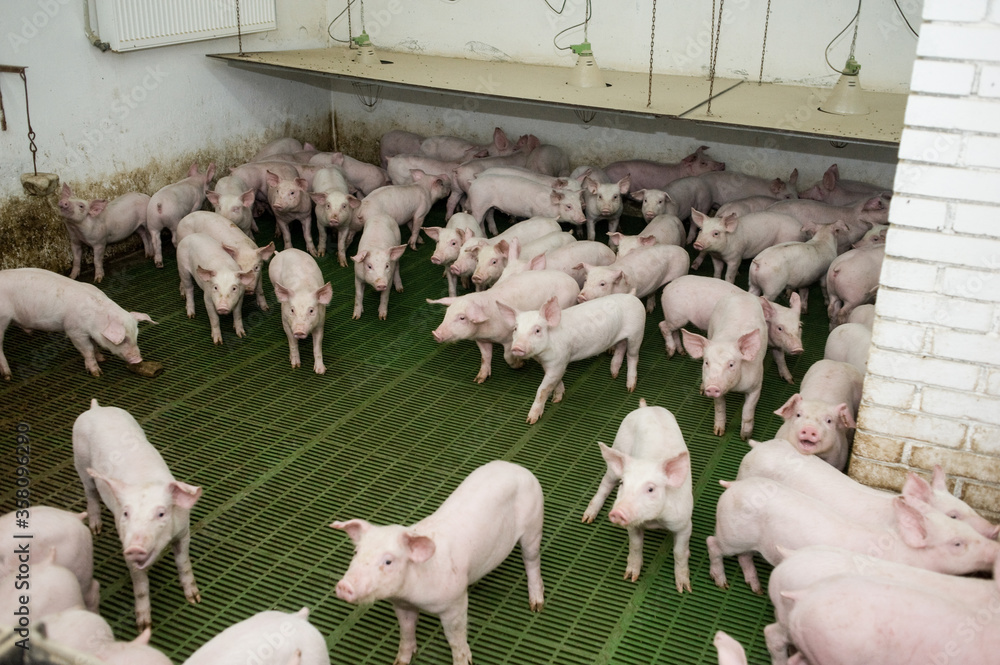 Pig factory farming is a subset of pig farming and of Industrial animal ...
