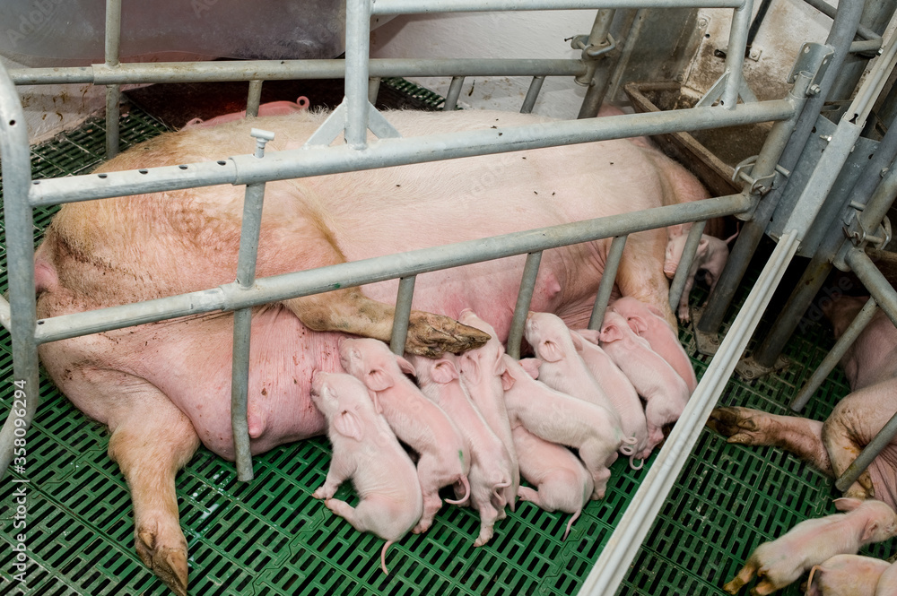 Pig factory farming is a subset of pig farming and of Industrial animal ...