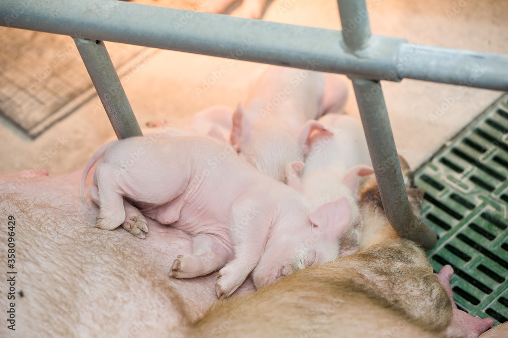 Pig factory farming is a subset of pig farming and of Industrial animal ...