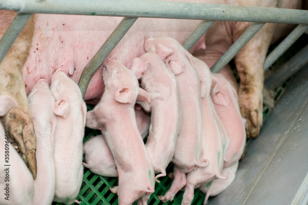 Pig farming is the raising and breeding of domestic pigs as livestock ...