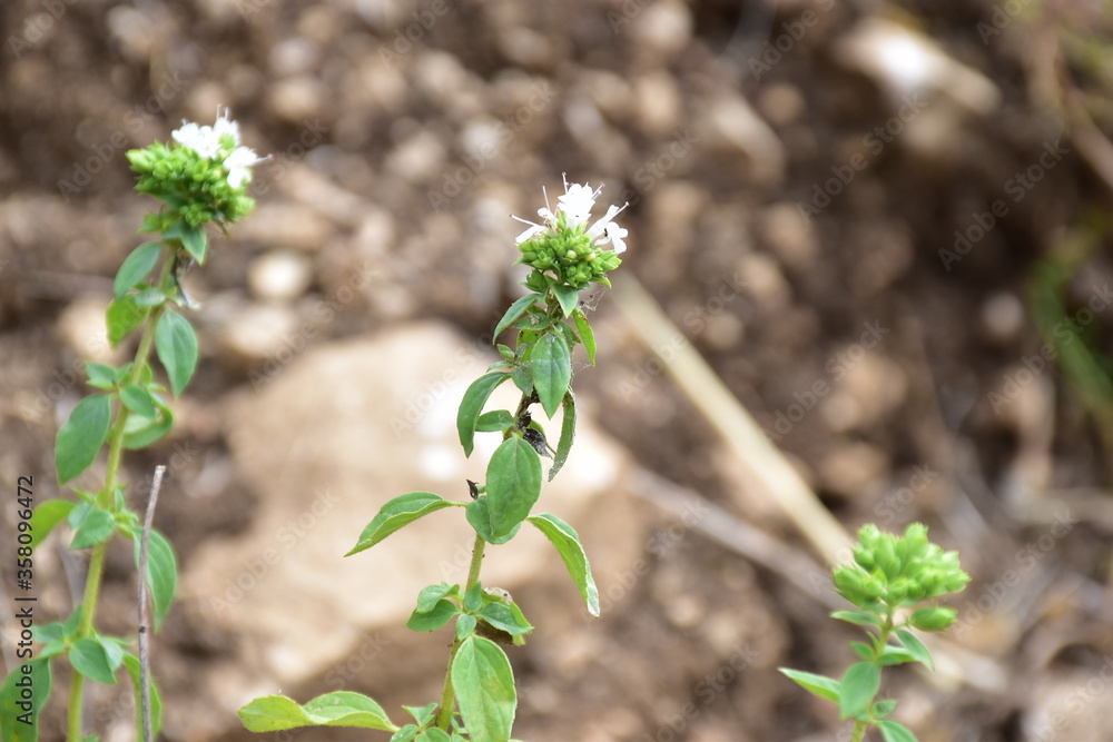 origano selvatico in fiore. Pianta aromatica che appartiene alla ...