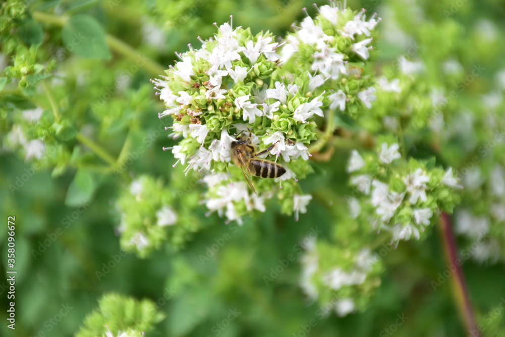 origano selvatico in fiore. Pianta aromatica che appartiene alla ...