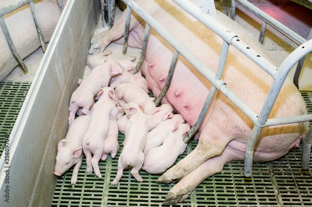 Pig farming is the raising and breeding of domestic pigs as livestock ...