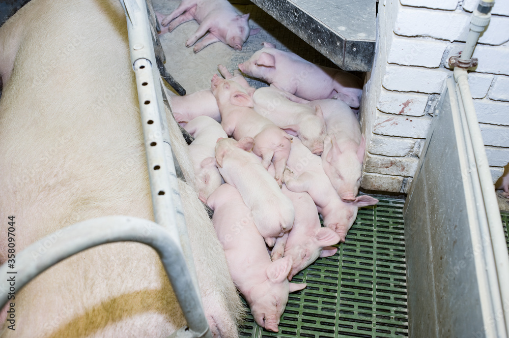 Pig factory farming is a subset of pig farming and of Industrial animal ...