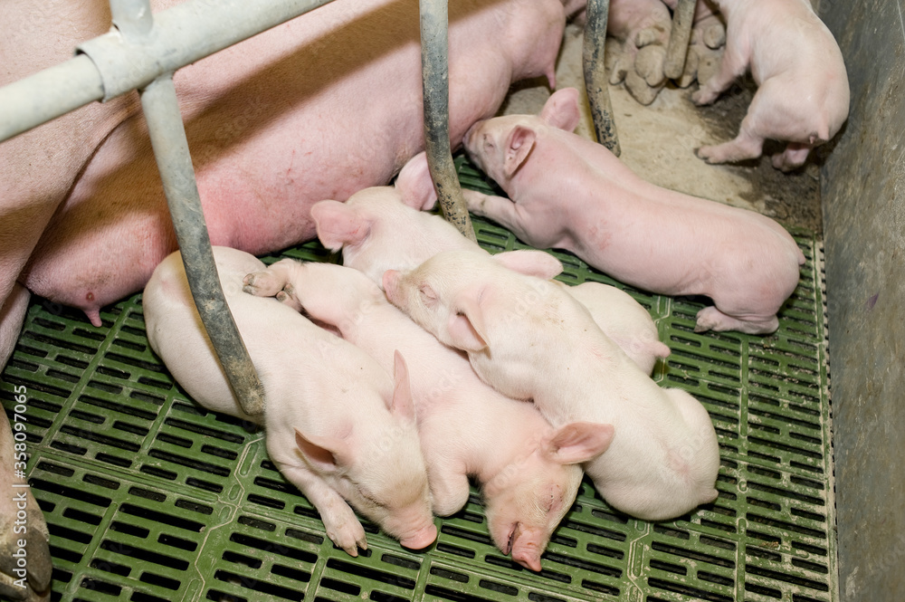 Pig factory farming is a subset of pig farming and of Industrial animal ...