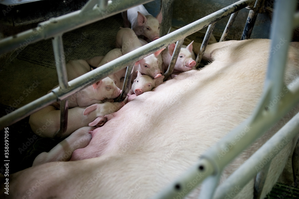 Pig farming is the raising and breeding of domestic pigs as livestock ...