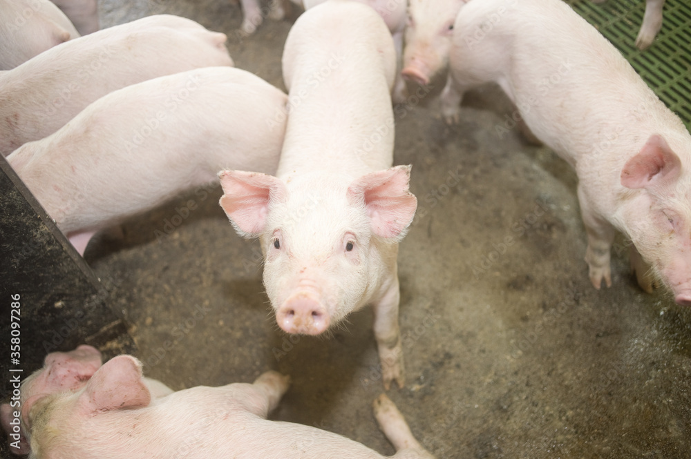 Pig factory farming is a subset of pig farming and of Industrial animal ...