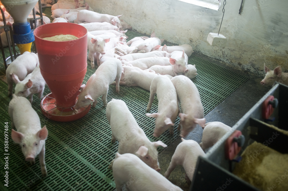 Pig farming is the raising and breeding of domestic pigs as livestock ...