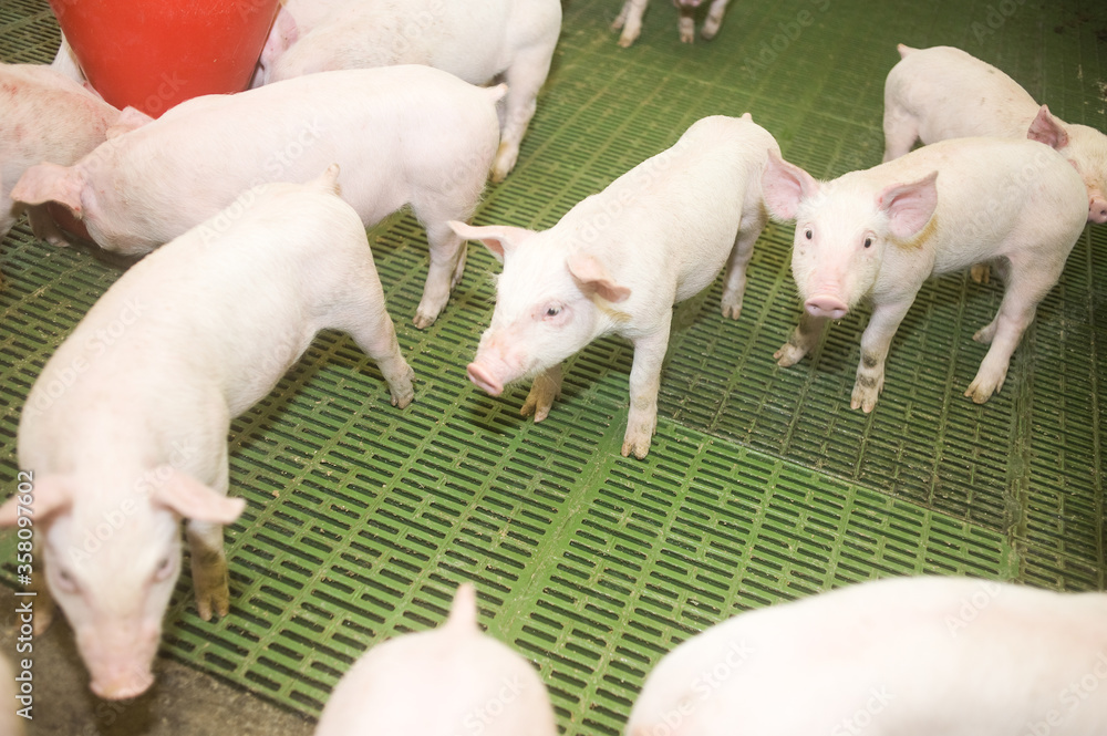 Pig farming is the raising and breeding of domestic pigs as livestock ...
