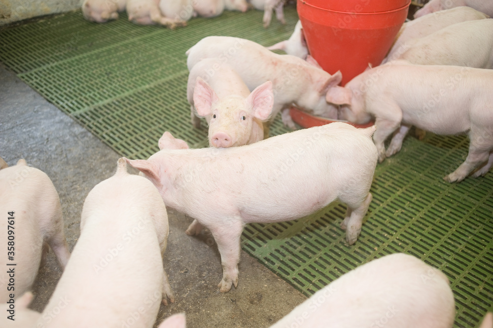 Pig factory farming is a subset of pig farming and of Industrial animal ...
