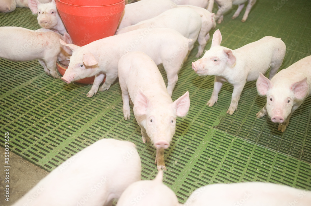 Pig farming is the raising and breeding of domestic pigs as livestock ...