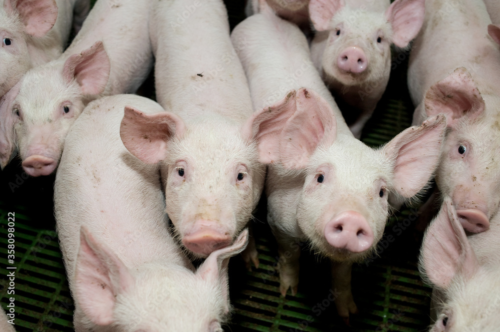 Pig farm. Industrial breeding of piglets Stock Photo | Adobe Stock