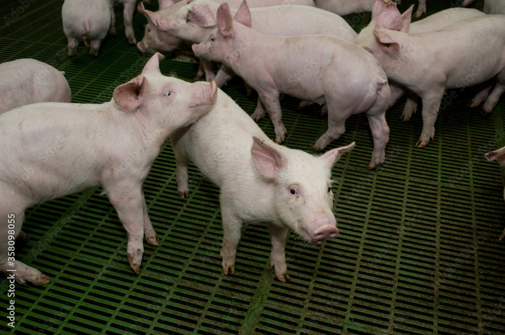 Pig farming is the raising and breeding of domestic pigs as livestock ...