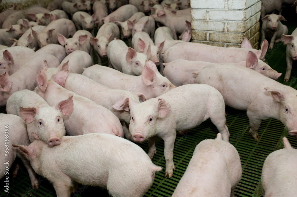 Pig factory farming is a subset of pig farming and of Industrial animal ...