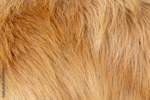Dog fur texture background yellow Labrador Retriever. #358111467 ...