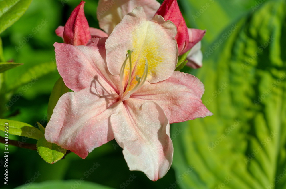 The Japanese rhododendron (lat. Rhododendron japonicum) in the garden ...