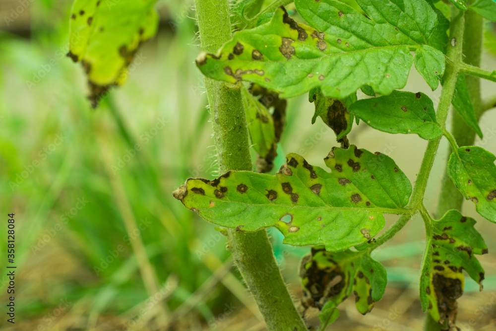 Stockfoto Septoria of tomatoes. Tomato leaves affected by Septoria ...