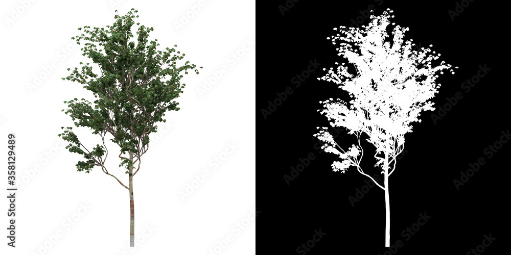 Photo & Art Print Left view of tree (Betula Albosinensis Fascination ... Photo & Art Print Left view of tree (Betula Albosinensis Fascination ...