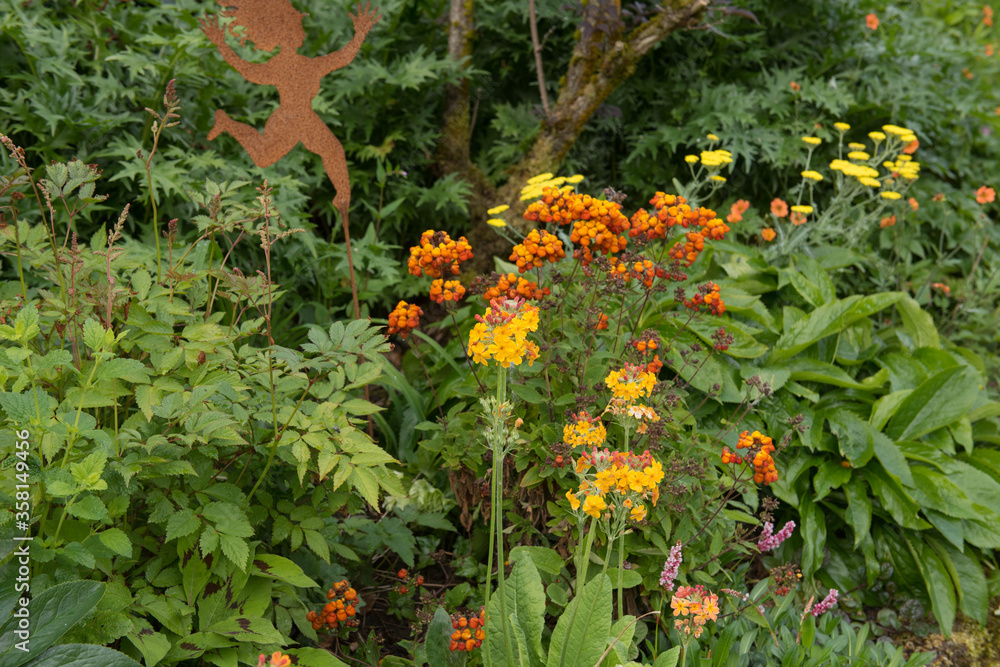 Summer Flower Heads of a Candelabra Primrose (Primula prolifera) and a ...