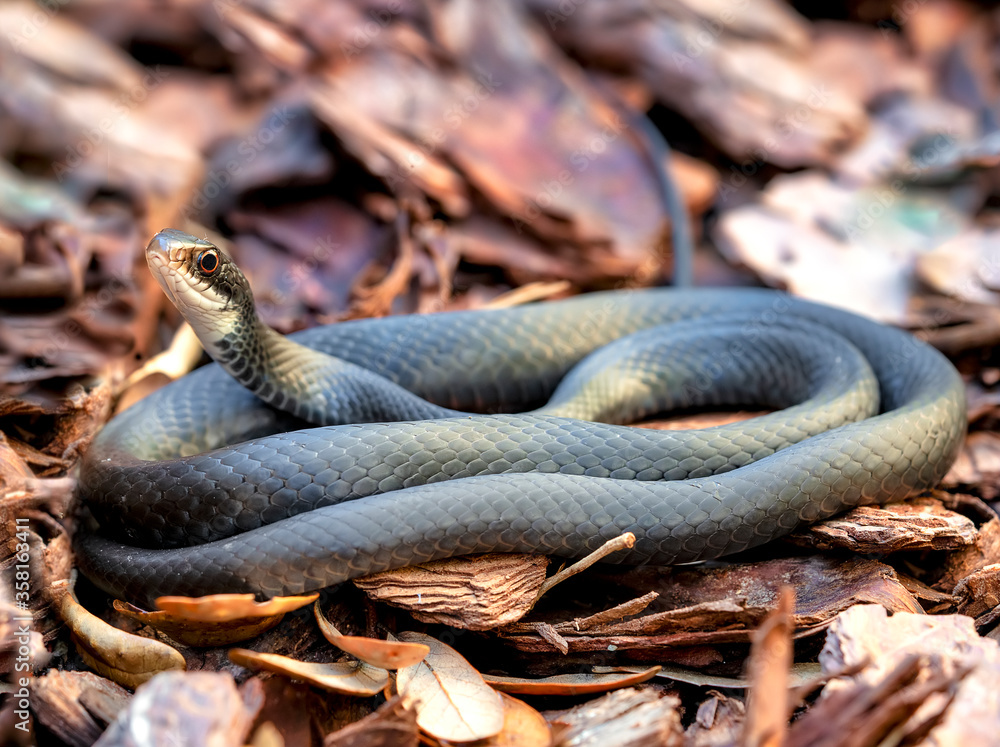 Juvenile Southern Black Racer Snake Stock Photo | Adobe Stock