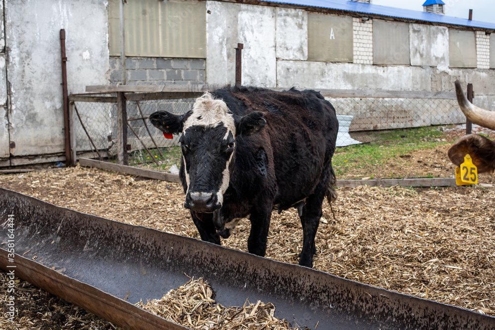 meat breed of bulls and cows at the cattle factory Stock Photo | Adobe ...