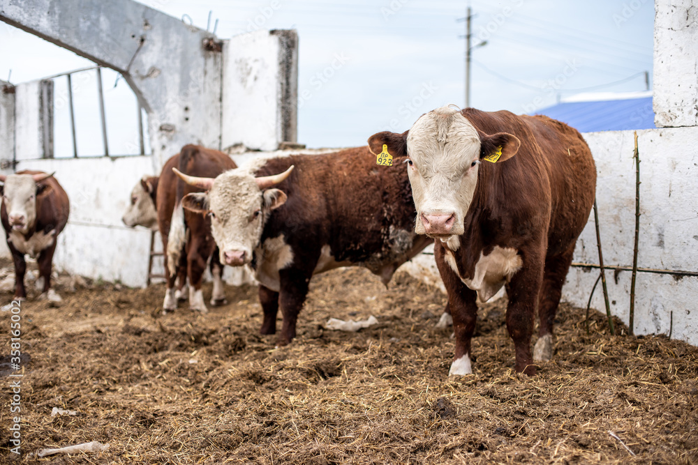 meat breed of bulls and cows at the cattle factory Stock Photo | Adobe ...