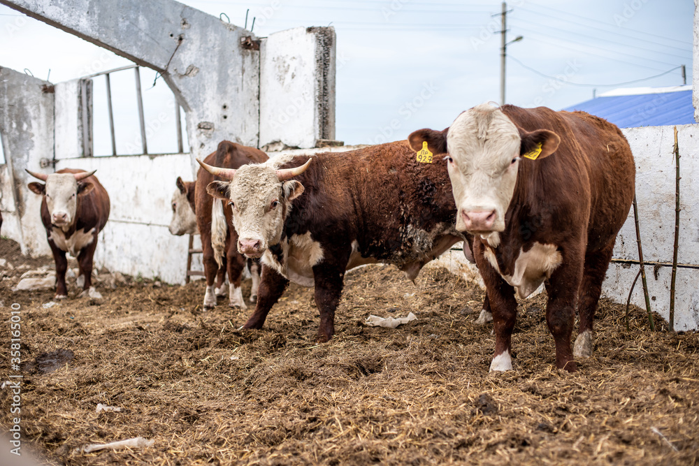 meat breed of bulls and cows at the cattle factory Stock Photo | Adobe ...