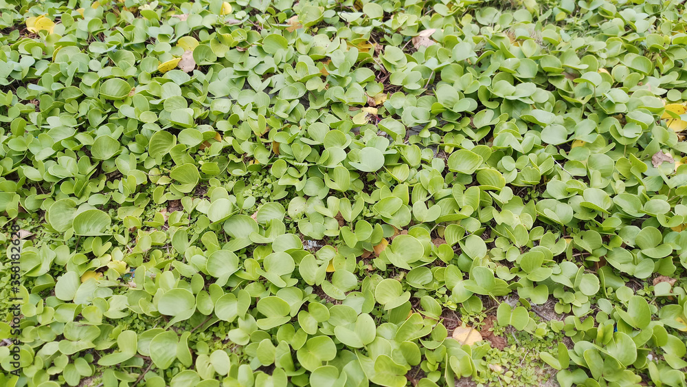 Ipomoea pes-caprae, also known as bayhops, beach morning glory or goat ...
