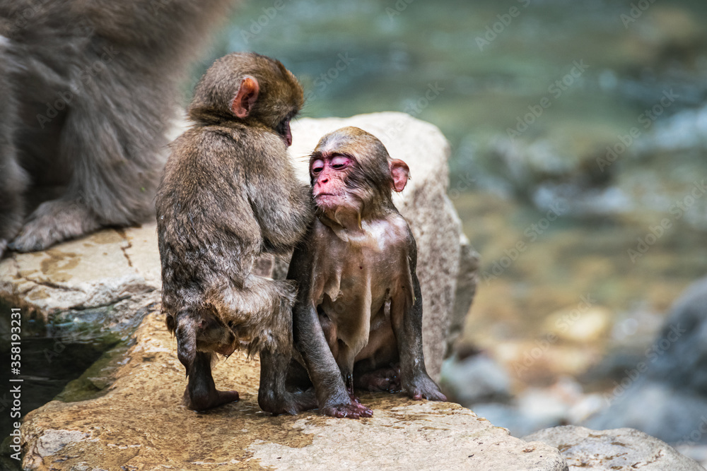 Foto de Two baby japanese macaques relaxing after a bath in the hot ...