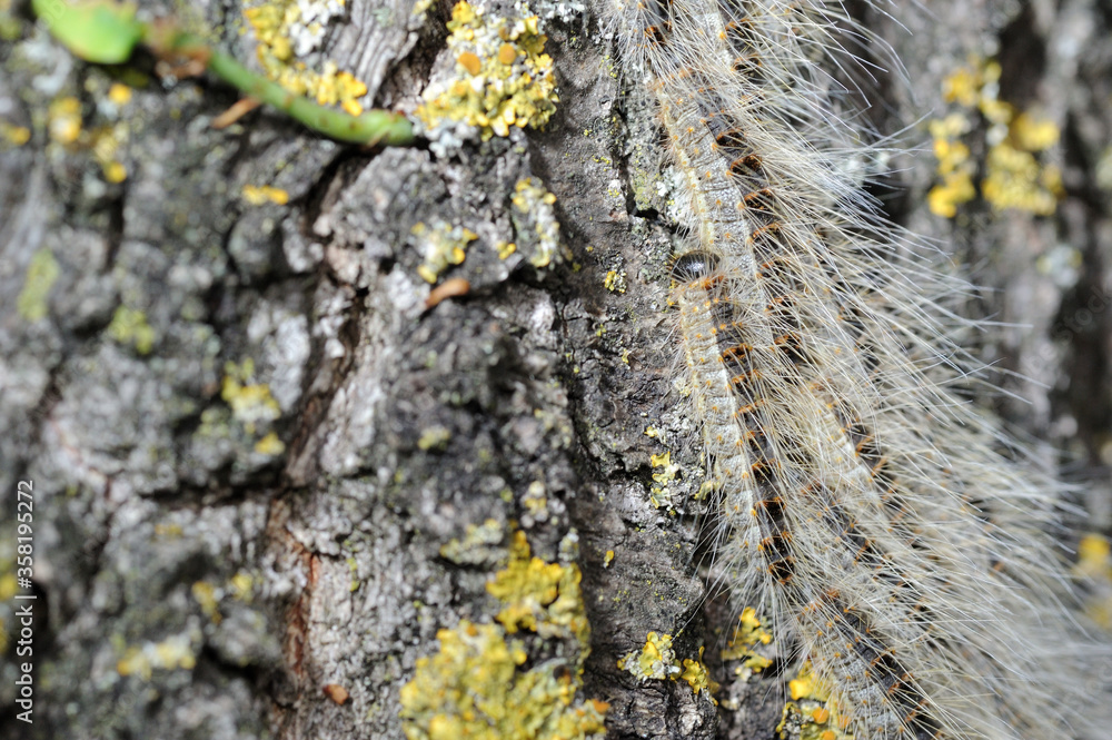Fotka „Raupen des Eichenprozessionsspinner an Eiche während Prozession ...