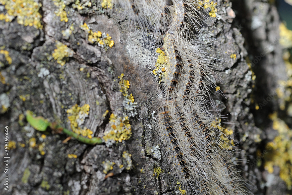 Fotka „Raupen des Eichenprozessionsspinner an Eiche während Prozession ...