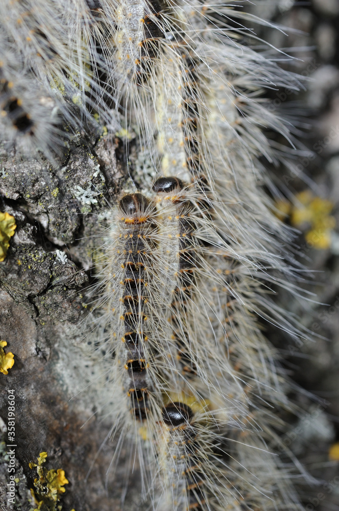 Raupen des Eichenprozessionsspinner an Eiche während Prozession ...