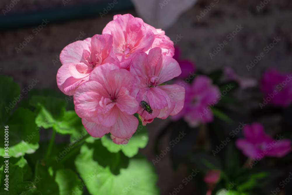 Una mosca, posando en una flor muy bella del jardín de mamá. Stock ...