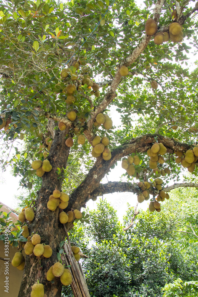 The jackfruit, also known as jack tree, is a species of tree in the fig ...